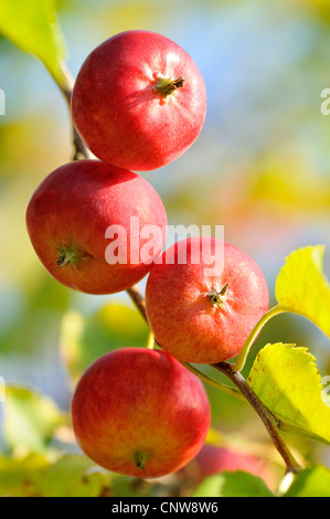 branch with red apples, Germany Stock Photo - Alamy