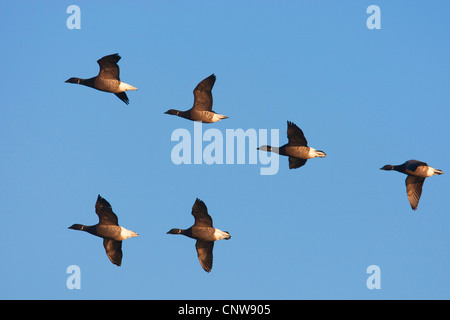 A flock of six Brent Geese (Branta bernicla) flying low in silhouette ...