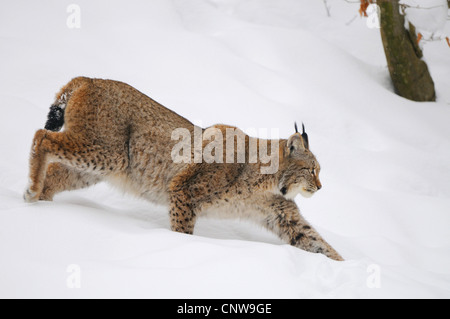 Eurasian lynx walking. Wild cat from Germany. Bobcat among the trees ...