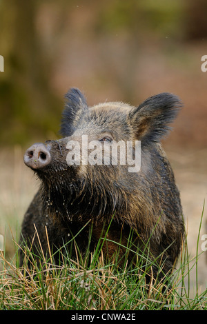 Female wild boar lies on the ground and feeds her babies. A sow and her ...