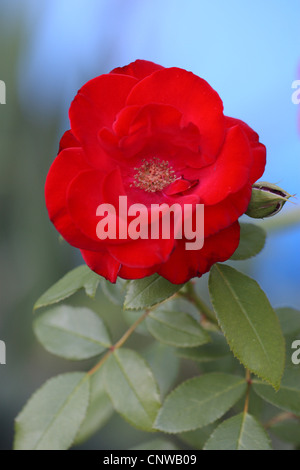 A vertical shot of a beautiful red rose head Stock Photo - Alamy