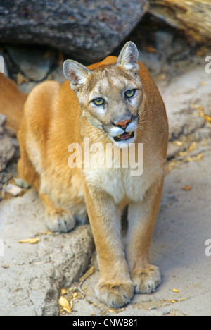 Mountain Lion (Puma concolor) wild juvenile walking at night, Aptos ...
