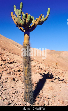 Desert landscape with cacti in the Chilean Andes, South America Stock Photo - Alamy