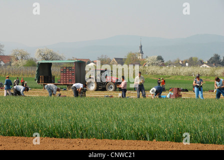 harvest of spring onions in Goennheim, Germany, Rhineland-Palatinate ...