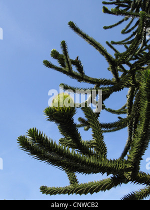 fruit of the araucaria Stock Photo - Alamy