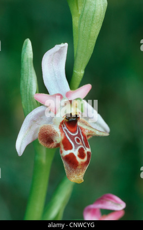 gadfly ophrys (Ophrys cornutula), flower, Greece, Rhodes Stock Photo ...