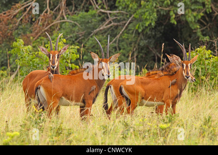 Female Sable antelope, Hippotragus niger, lying down in savanna, Kenya ...