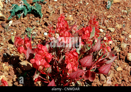 Ruby Dock or Rosy Dock (Rumex vesicarius, formally Acetosa vesicaria ...