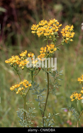 Rue, Rue d'Alep, Tena Adam (Ruta chalepensis), blooming plant Stock ...