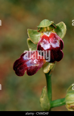 Ophrys Thriptiensis,Orchid,Wild Flowers of the Mediterranean,Aegean ...