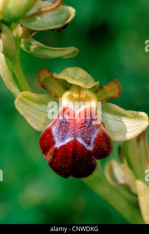 Ophrys Thriptiensis,Orchid,Wild Flowers of the Mediterranean,Aegean ...