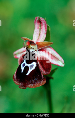 Rheinhold's ophrys (Ophrys reinholdii), flower, Greece, Rhodes Stock ...