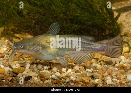 North American Freshwater Catfishes (Ictaluridae Stock Photo - Alamy