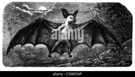 spectral bat Vampyrum spectrum, (zoology book, 1913), Vampir Stock ...