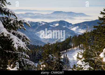 Winter landscape with a spruce forest in the snow. A cloudy day in the ...