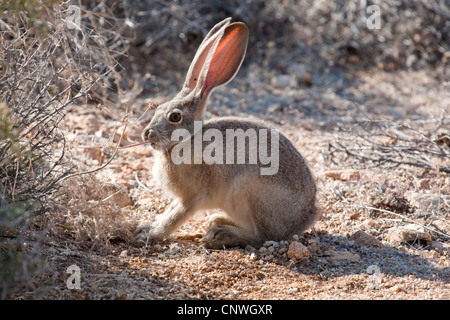 A California jack rabbit, Lepus californicus gray, drinks from a pond ...
