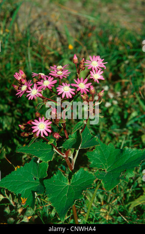 Pericallis echinata (cineraria), a native plant, endemic to Tenerife ...