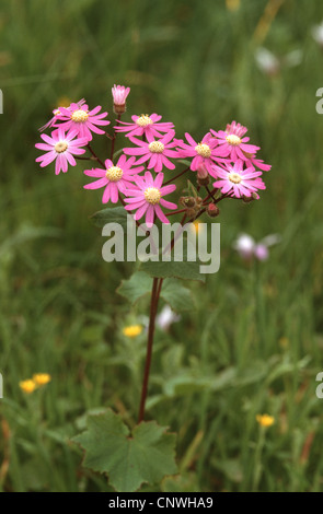 Pericallis echinata (cineraria), a native plant, endemic to Tenerife ...