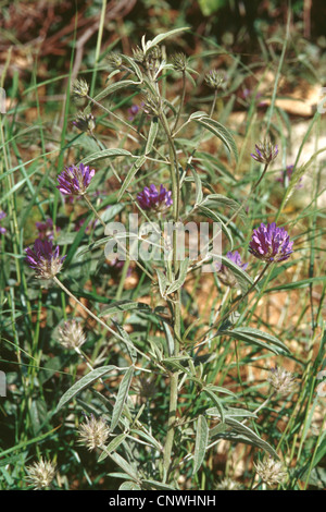 Arabian scurf pea, pitch trefoil, scurfy pea (Bituminaria bituminosa ...