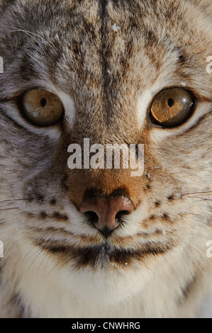 Close-up of Eurasian Lynx nose, Lynx lynx, 5 years old Stock Photo - Alamy