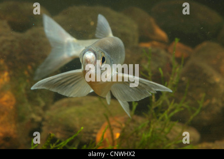 ziege, chekhon, sabre carp, sichel (Pelecus cultratus Stock Photo - Alamy
