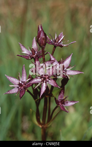 Felwort (Swertia perennis), blooming plant, Switzerland, Schynige ...