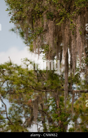 A Southern Swamp with trees and Spanish Moss Stock Photo - Alamy