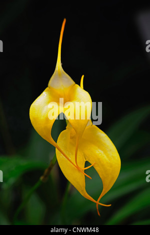 Two Yellow Masdevallia Orchid Blossoms Stock Photo - Alamy