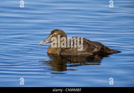 Common Eider - male swimming Somateria mollissima Merakkasletta ...