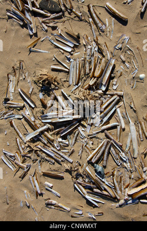 Razor Shell, Ensis arcuatus, Pharidae. Norfolk Coast, UK Stock Photo ...