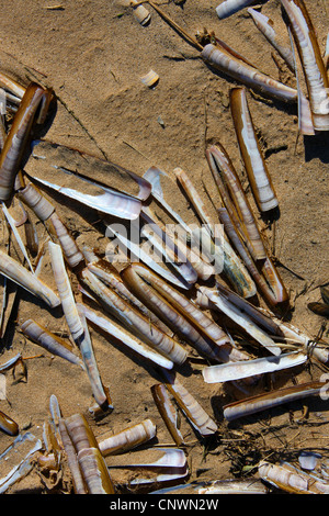Beach razor shell (Ensis arcuatus) close up Stock Photo - Alamy
