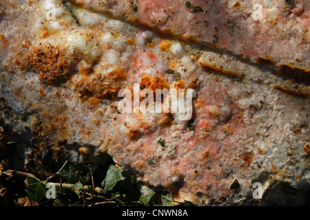 Slime Flux Growing on the Sap of a Recently Cut Silver Birch Tree Stump ...