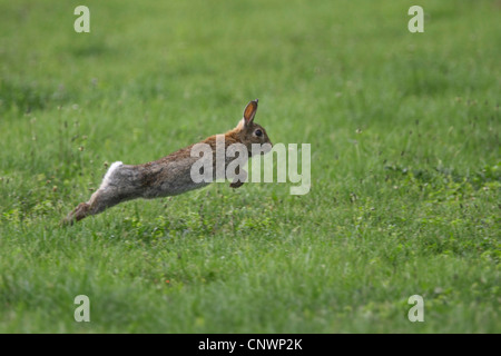 European Rabbits Oryctolagus cuniculus running jumps movement Germany ...