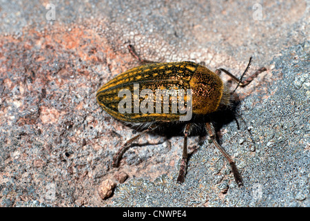 A macro shot of a Mediterranean wood-boring bee on a bark of a tree ...