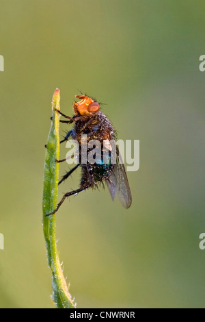 A vertical shot of a fly holding on to a pine tree spikes Stock Photo ...