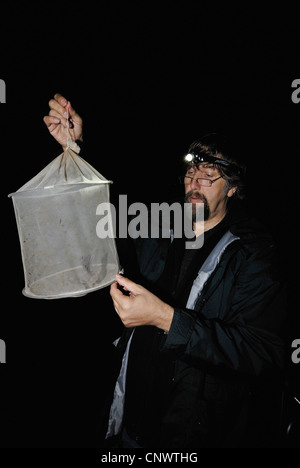catching bats at night, Germany, Hesse Stock Photo - Alamy