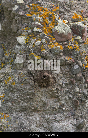 Holes in the clay as breeding caves for bee-eaters, Murchison Falls ...