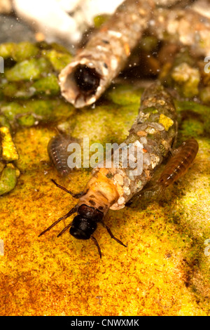 Case of insect caddis fly larva made from cut leaves and organic ...