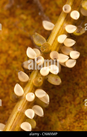 Water Boatmen (Corixidae Stock Photo - Alamy