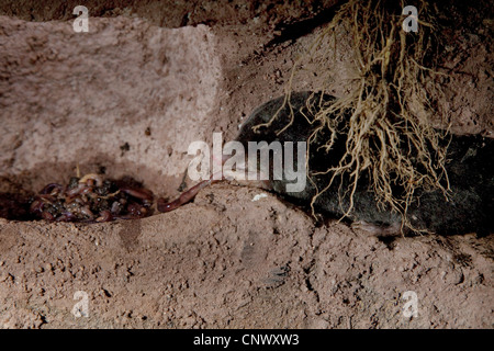 European Mole (Talpa europaea) eating an Earthworm Stock Photo - Alamy