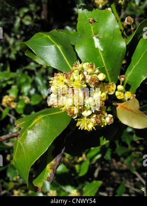 Azorean laurel, Azorian laurel (Laurus azorica, Laurus canariensis ...