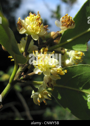 Azorean laurel, Azorian laurel (Laurus azorica, Laurus canariensis ...