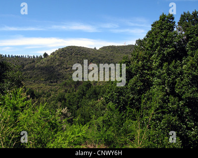Azorean laurel, Azorian laurel (Laurus azorica, Laurus canariensis ...