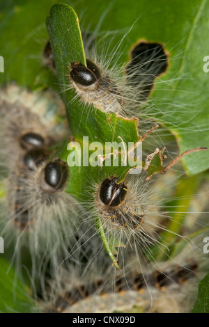 oak processionary moth (Thaumetopoea processionea), Netherlands Stock ...