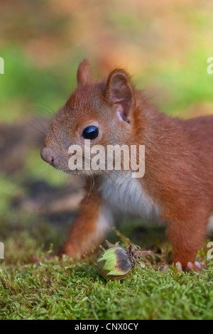European red Squirrel sitting on a tree branch. Close up high quality ...