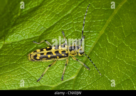 scalar longhorn beetle (Saperda scalaris), sitting on a twig, Germany ...