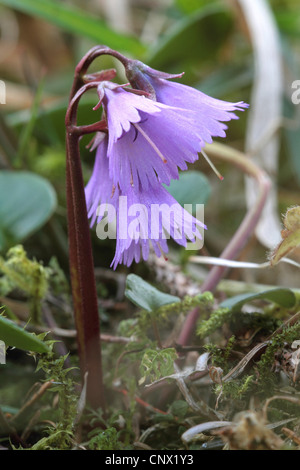 Alpine Snowbell (Soldanella alpina), flowering plants in snow Stock ...