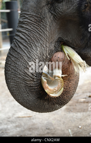 Elephant with trunk curled into mouth Stock Photo - Alamy