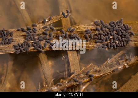 water springtail (Podura aquatica), many water springtails on a leaf in ...