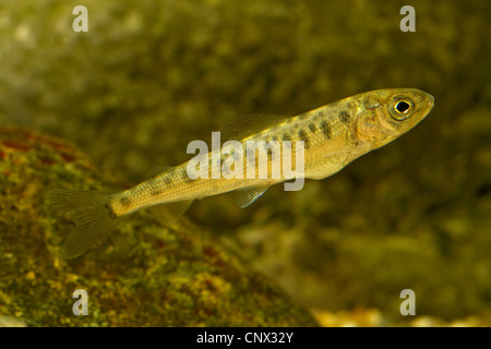 grayling (Thymallus thymallus), juvenile, Germany Stock Photo - Alamy